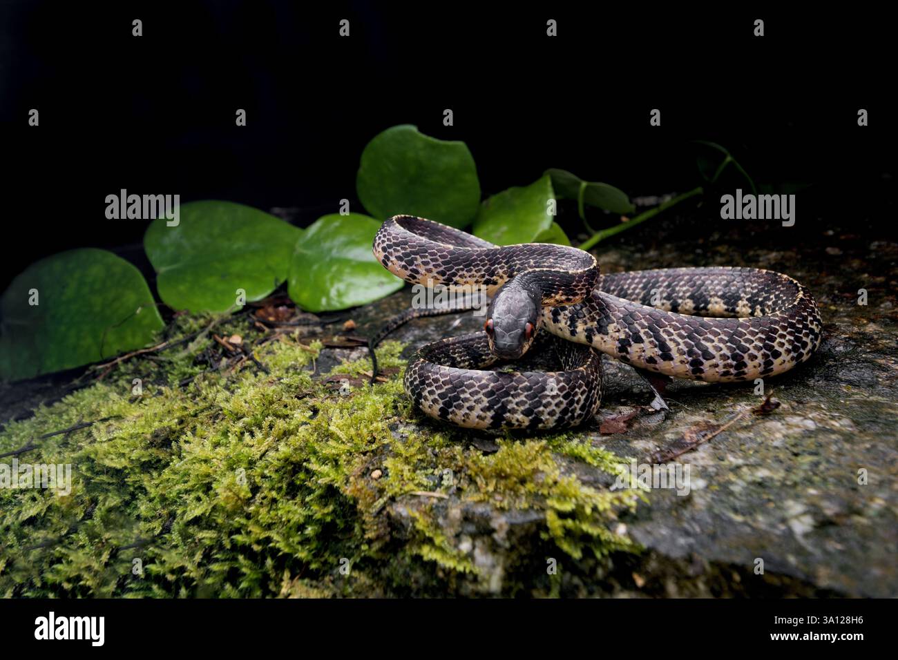 Mountain Slug Snake (Asthenodipsas vertebralis) or Vertebral Slug Snake ...