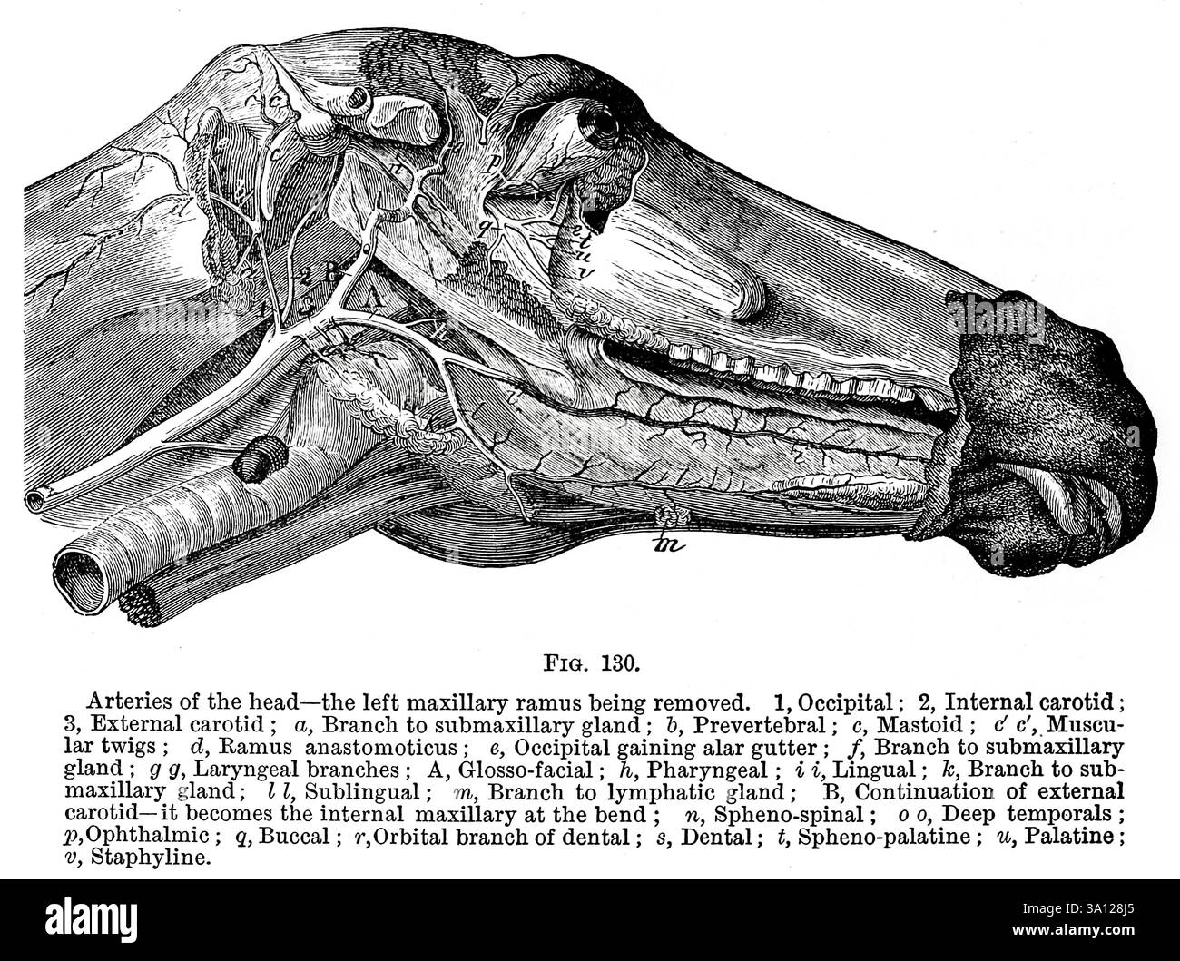 Arteries of the head— the left maxillary ramus being removed. 1 ...