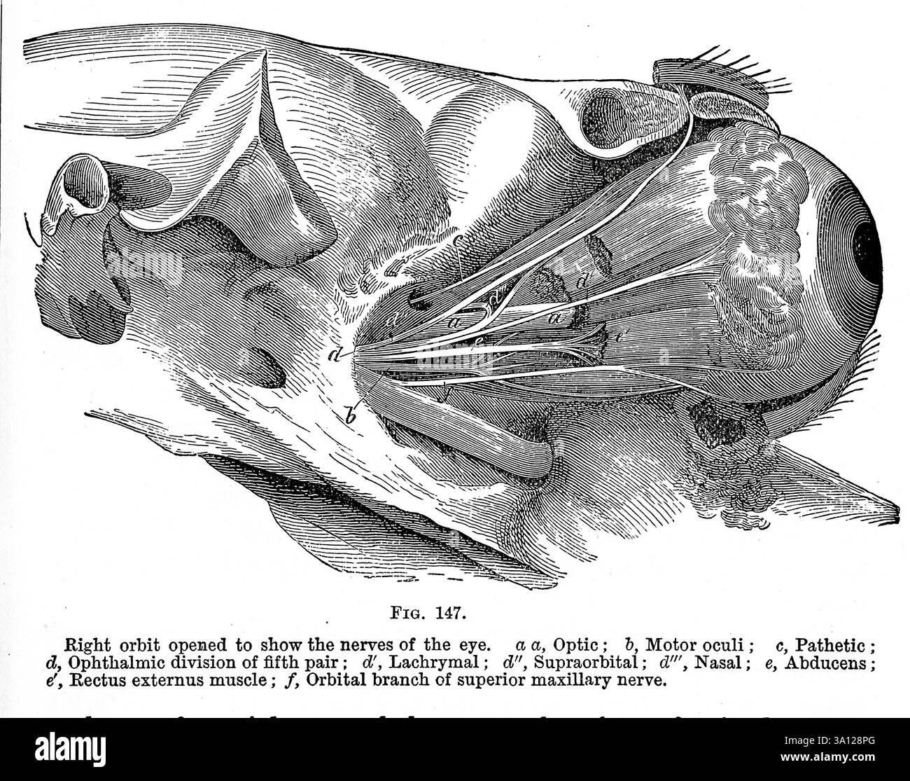 Supraorbital nerve hi-res stock photography and images - Alamy