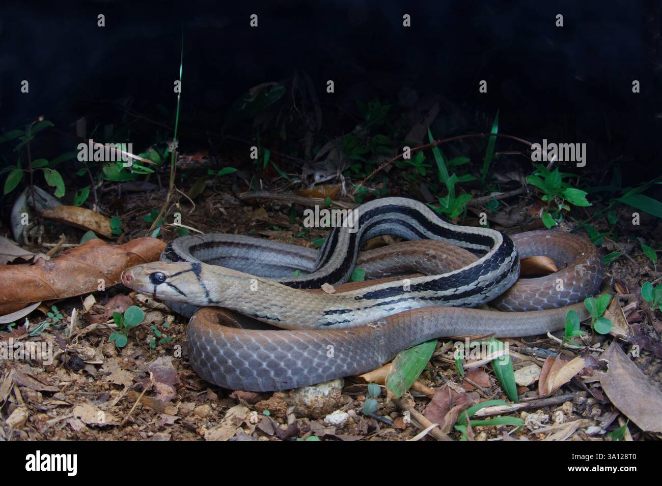 Radiated ratsnake (Coelognathus radiatus) in Terengganu Stock Photo - Alamy