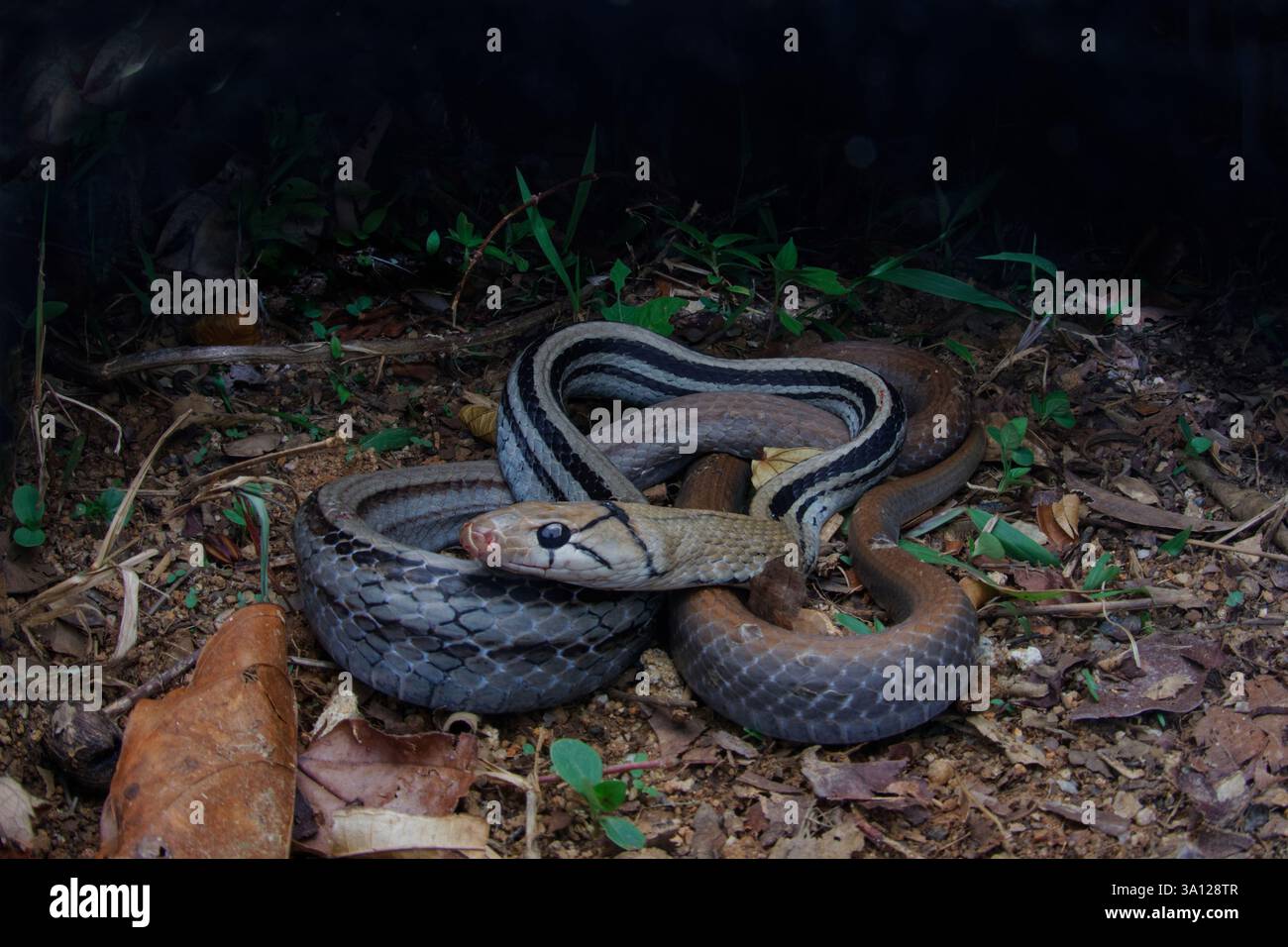 Radiated ratsnake (Coelognathus radiatus) in Terengganu Stock Photo - Alamy