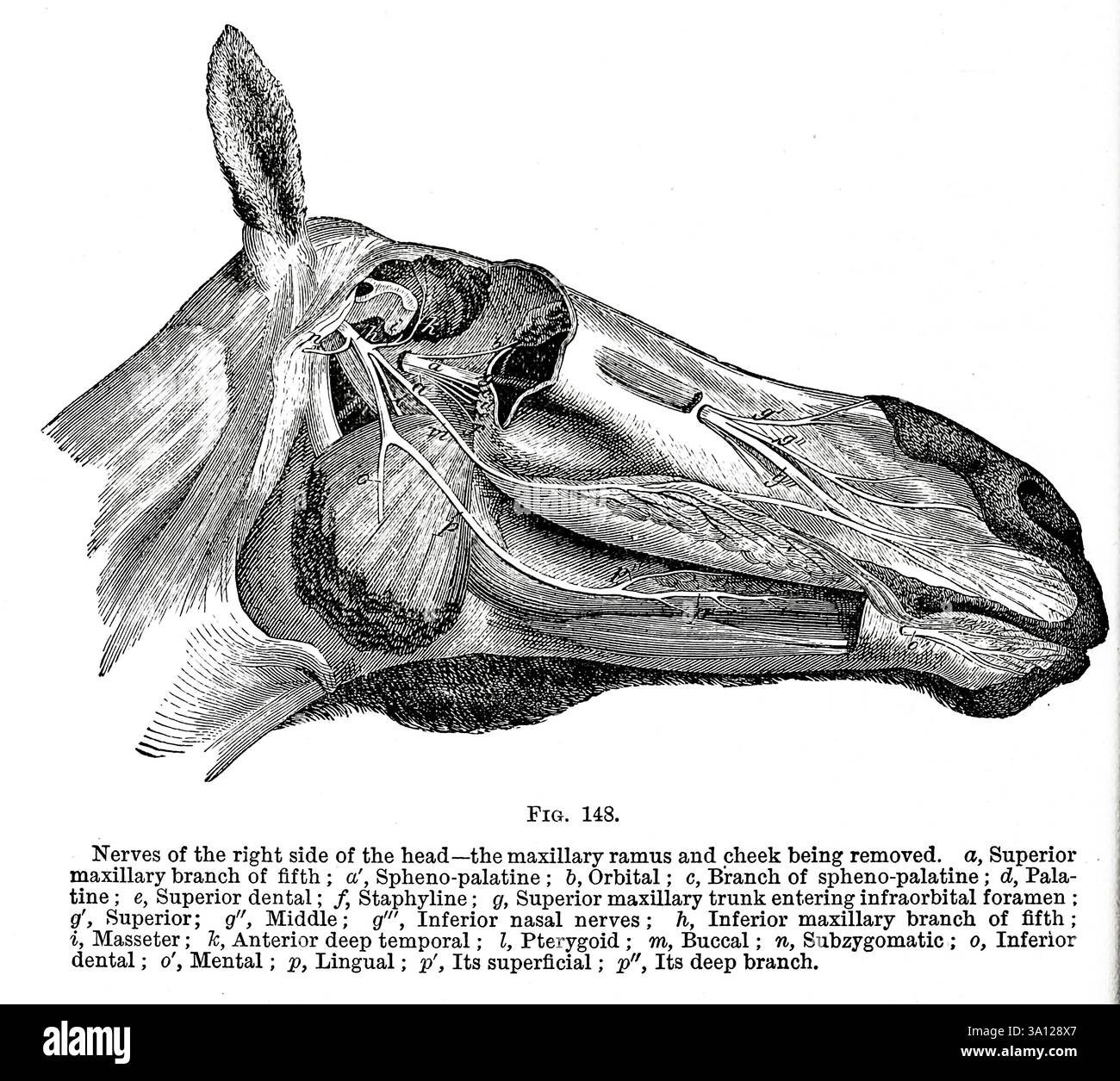 Nerves of the right side of the head— the maxillary ramus and cheek ...
