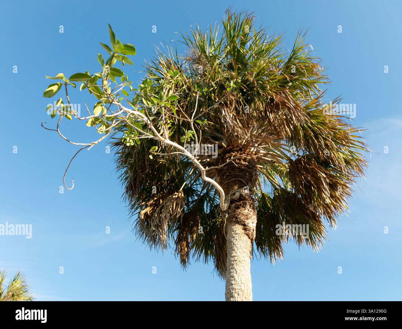 A strangler fig wraps around a palm tree, its roots weaving into the ...