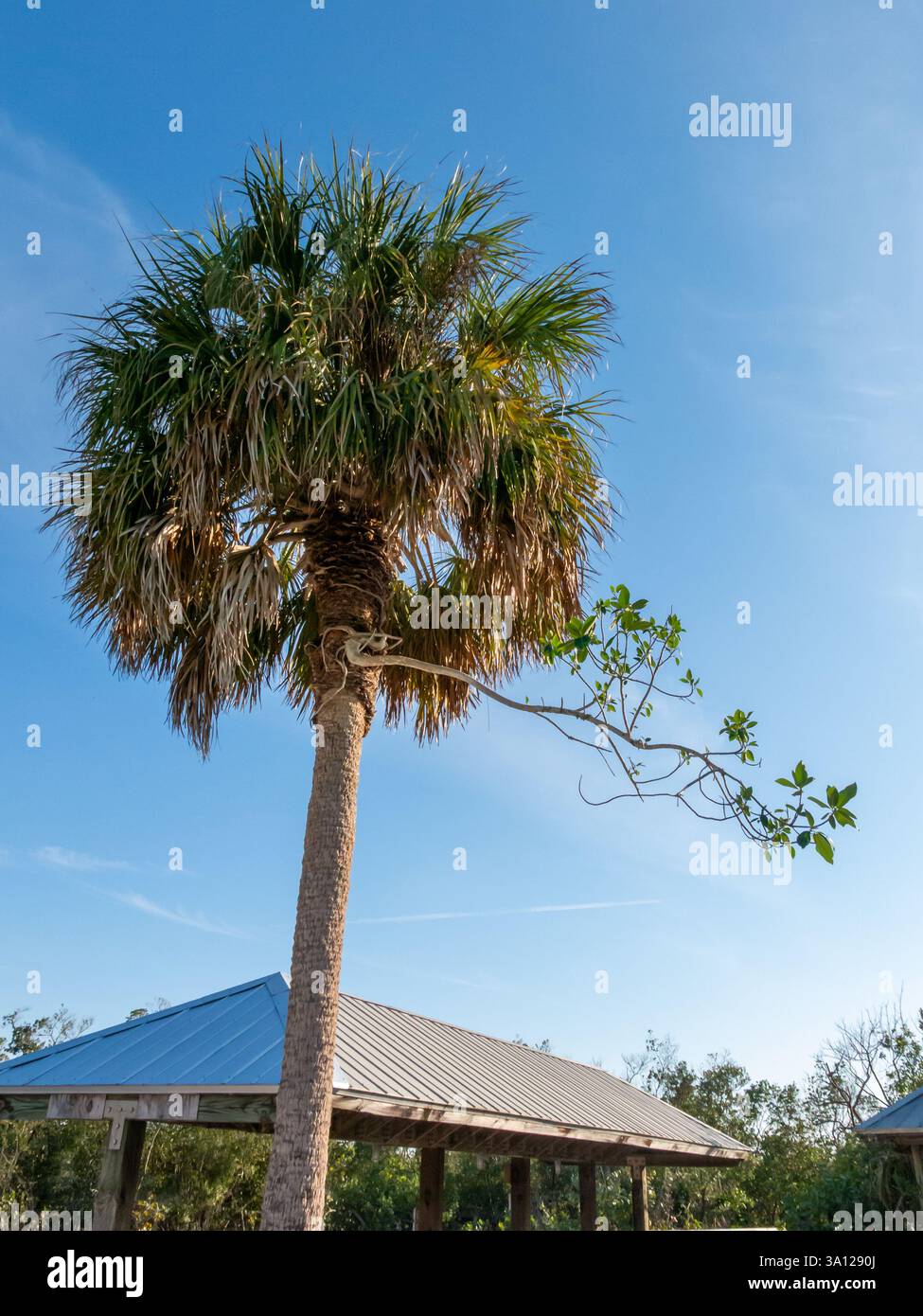 A unique view of a strangler fig beginning its slow takeover of a palm ...