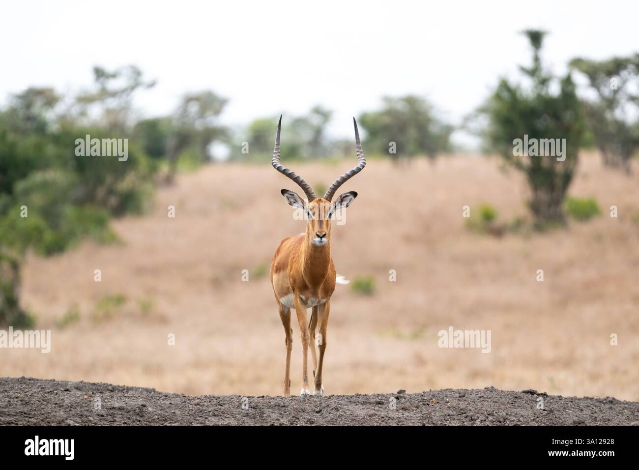 Impala (Aepyceros melampus), solitary male Stock Photo - Alamy