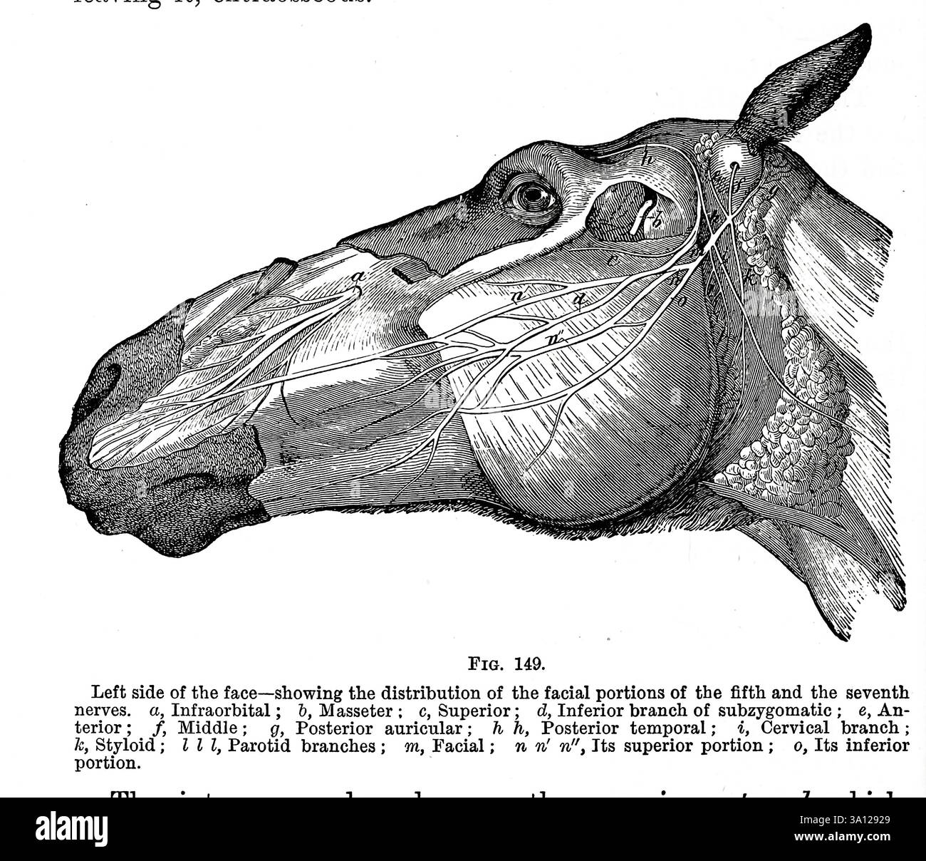Left side of the face— showing the distribution of the facial portions ...