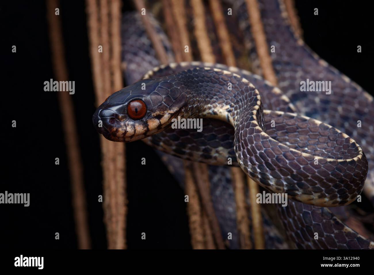 Asian slug snake hi-res stock photography and images - Alamy