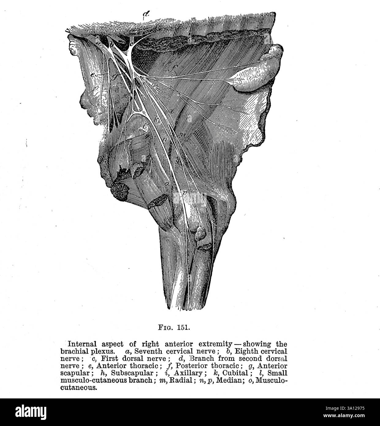 Internal aspect of right anterior extremity — showing the brachial ...