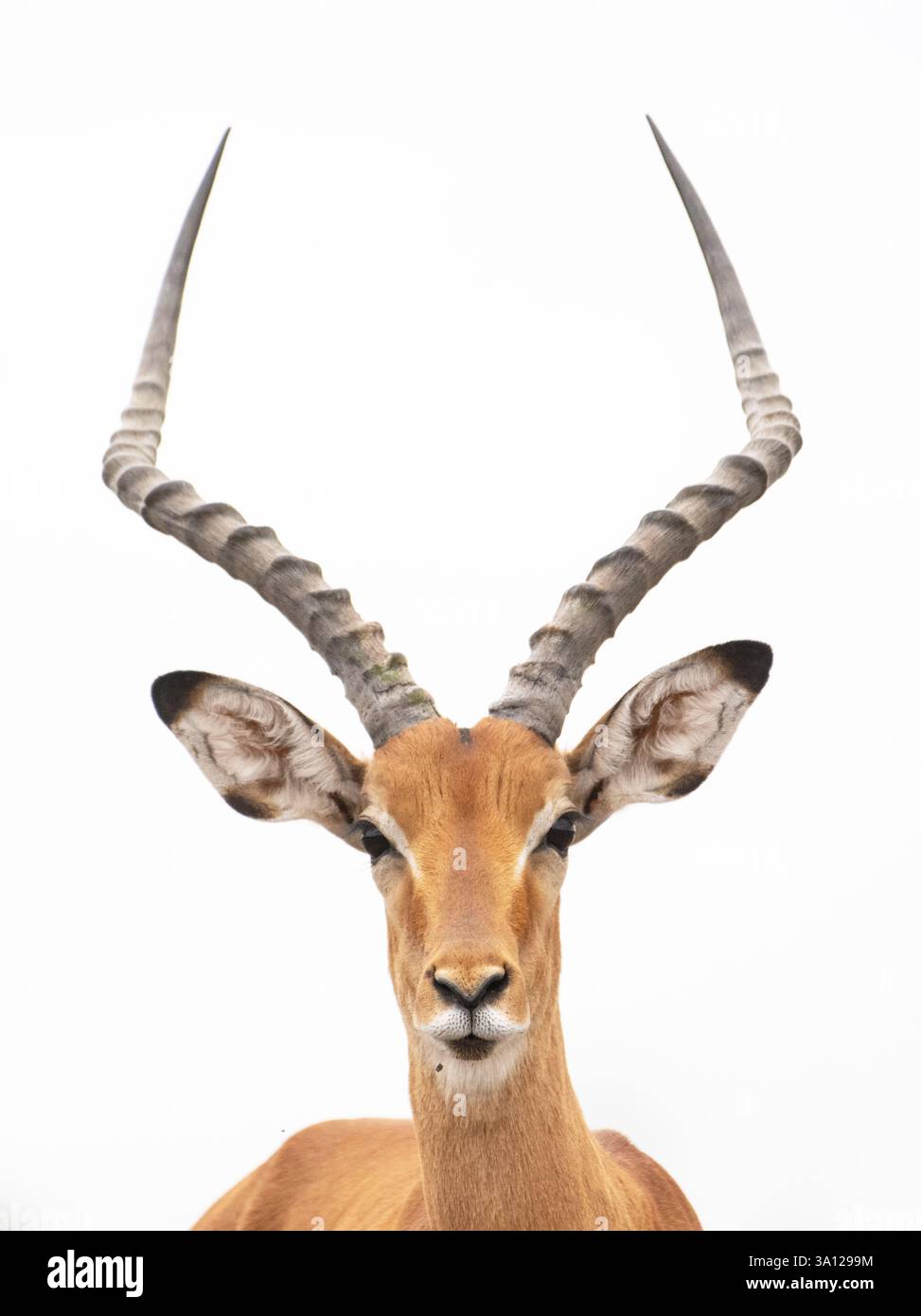 Impala (Aepyceros melampus), head of male Stock Photo - Alamy