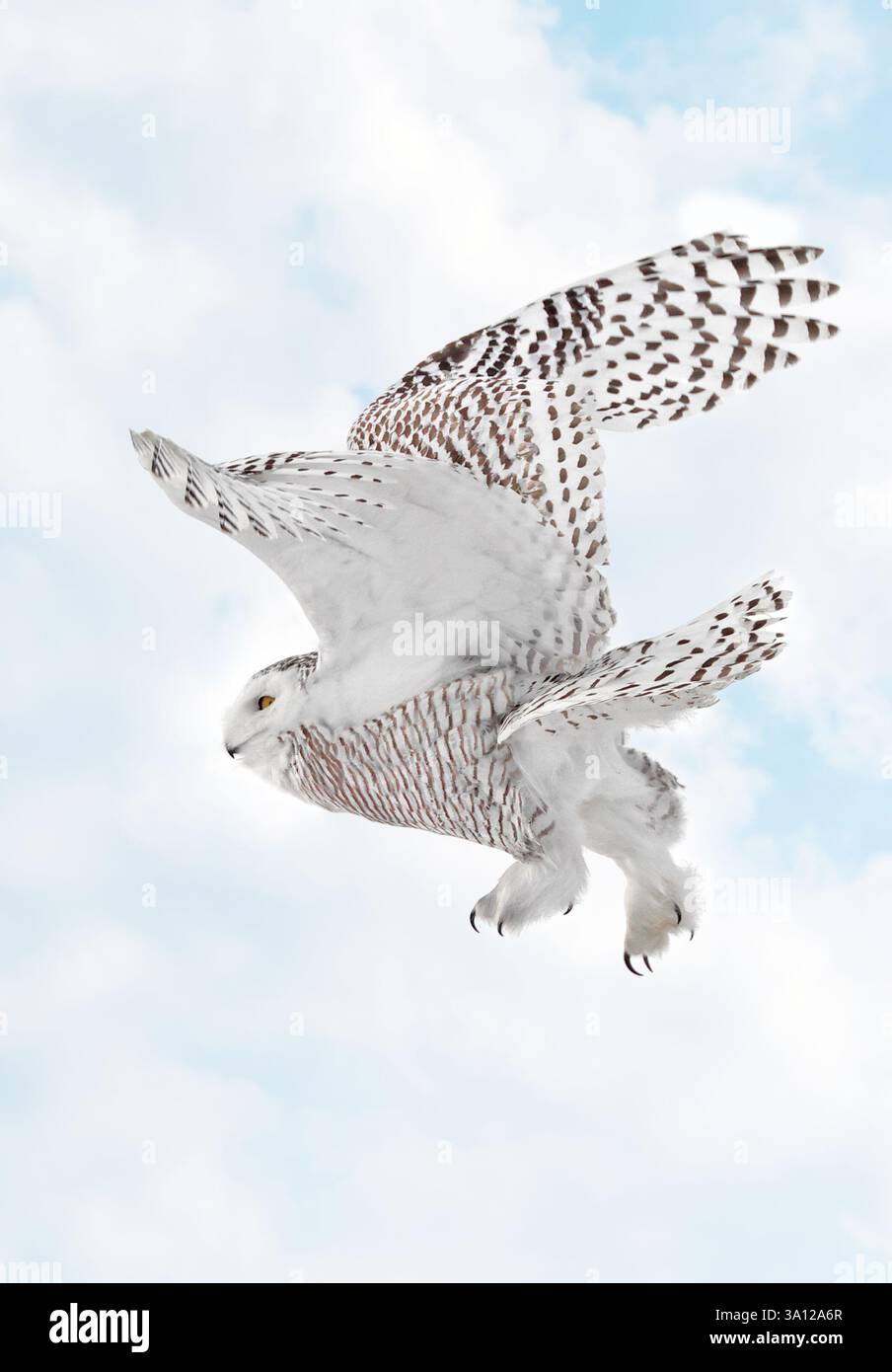 Snowy Owl female flying on a mixed clouds and blue sky background in ...