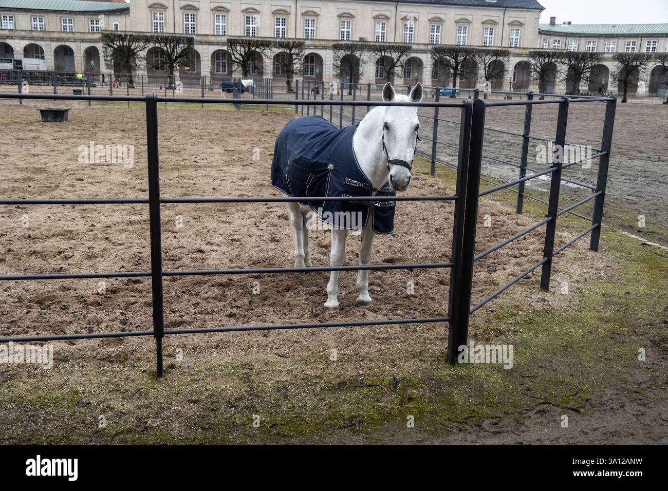 A horse is seen at Christiansborg Riding Grounds (Danish ...