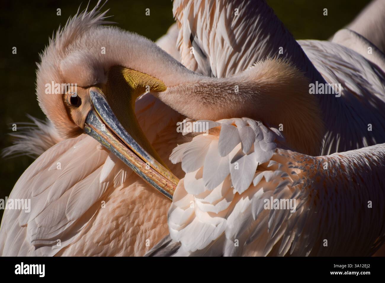March 6, 2025, London, England, UK: Pelicans preen on a warm, sunny day ...