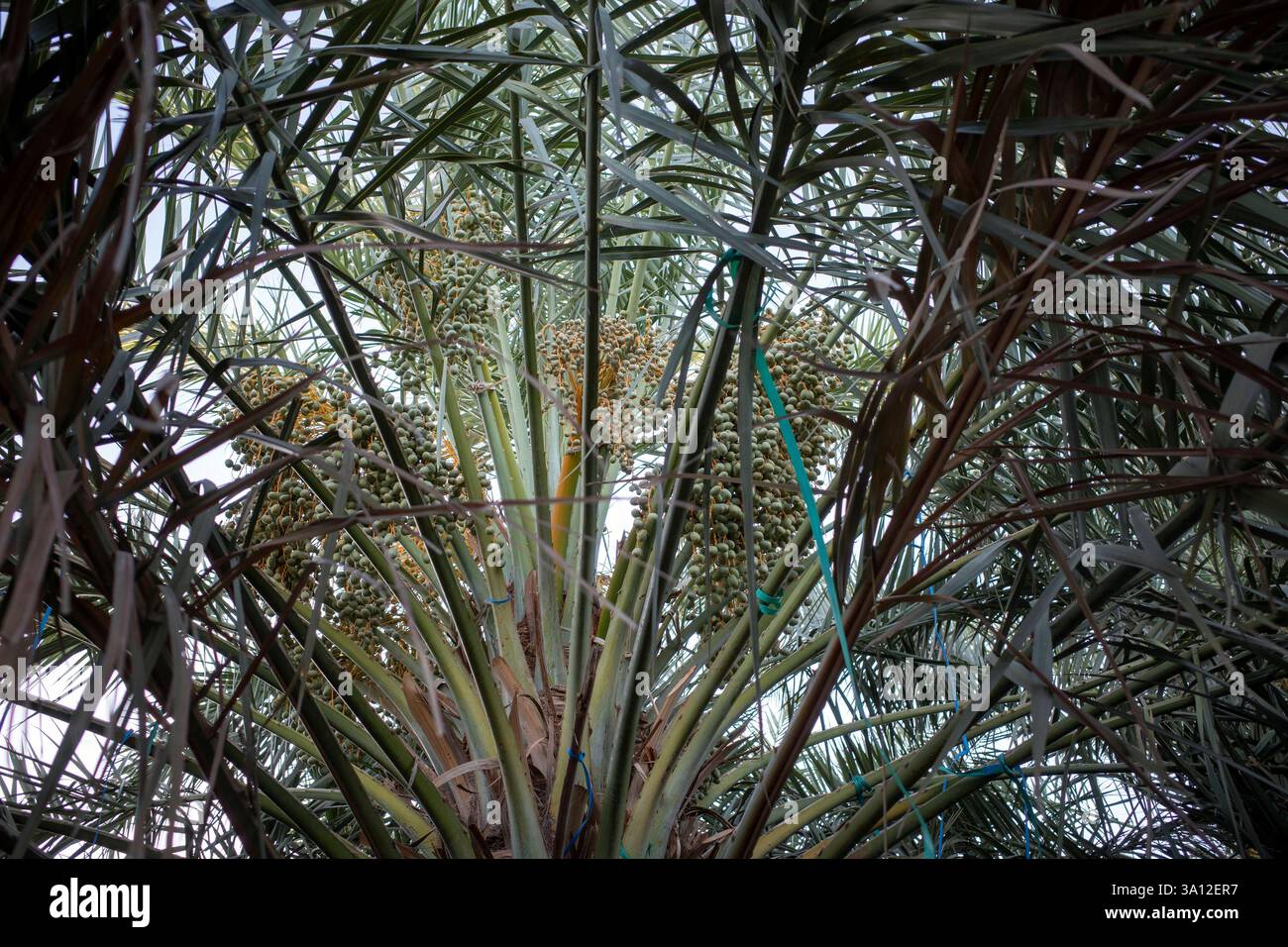 Green Dates Palm Tree (Phoenix dactylifera L) with blue sky background ...
