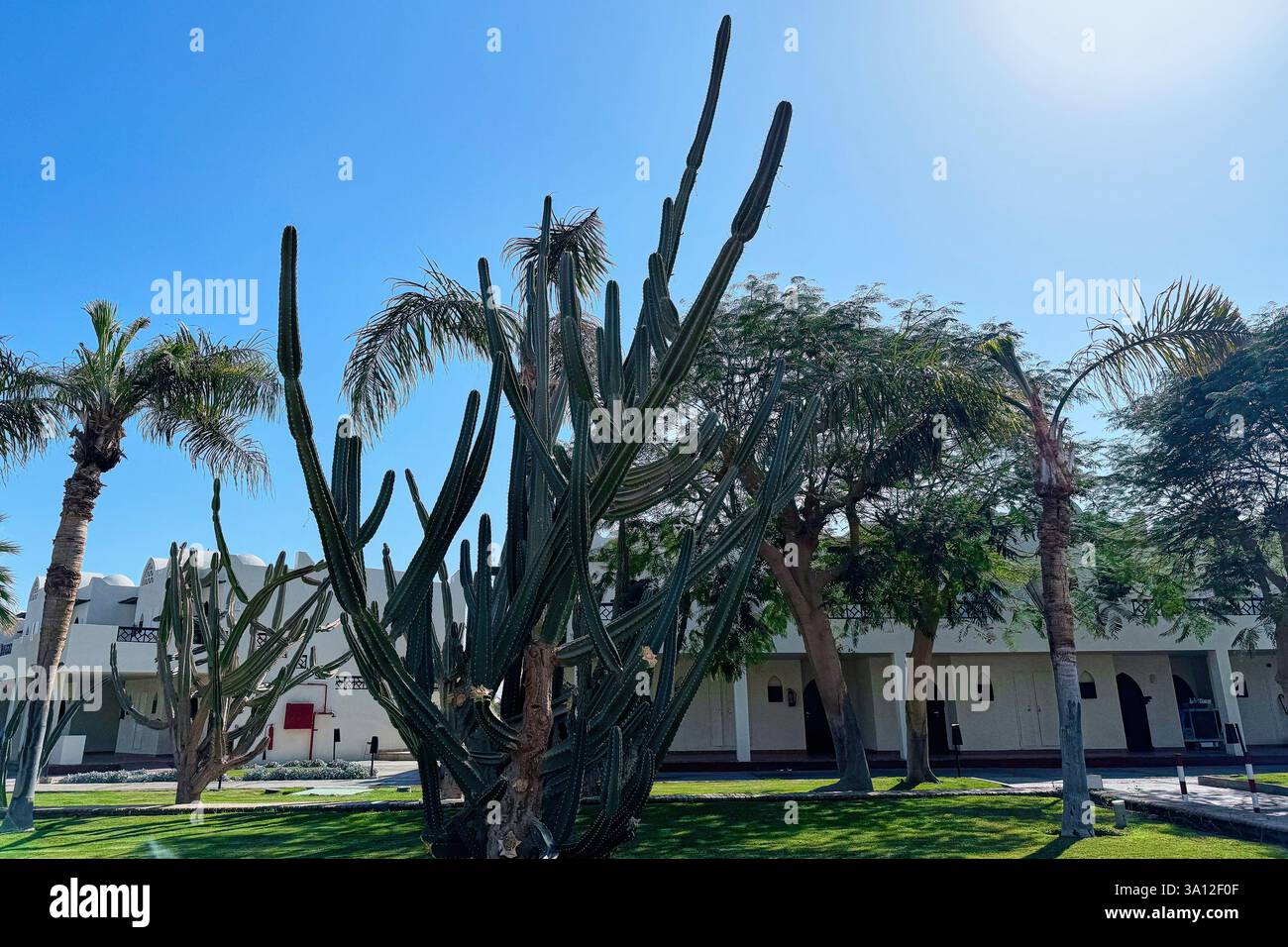 Beautiful view of giant cactus in resort town of Sharm El Sheikh, Egypt ...