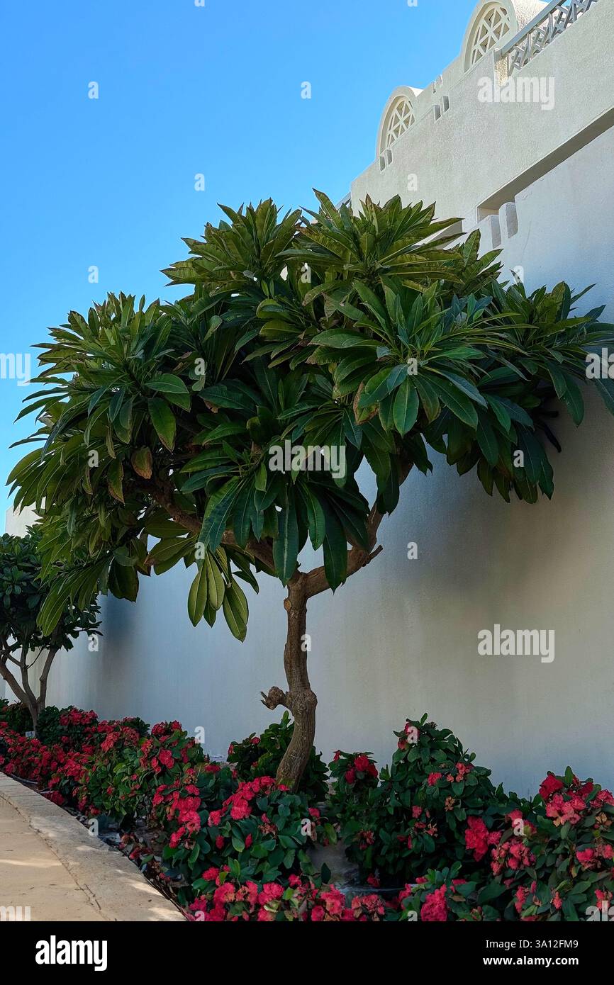 Beautiful view of Plumeria tree in resort town of Sharm El Sheikh ...