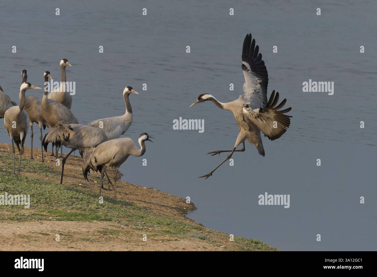 Common cranes landing hi-res stock photography and images - Alamy