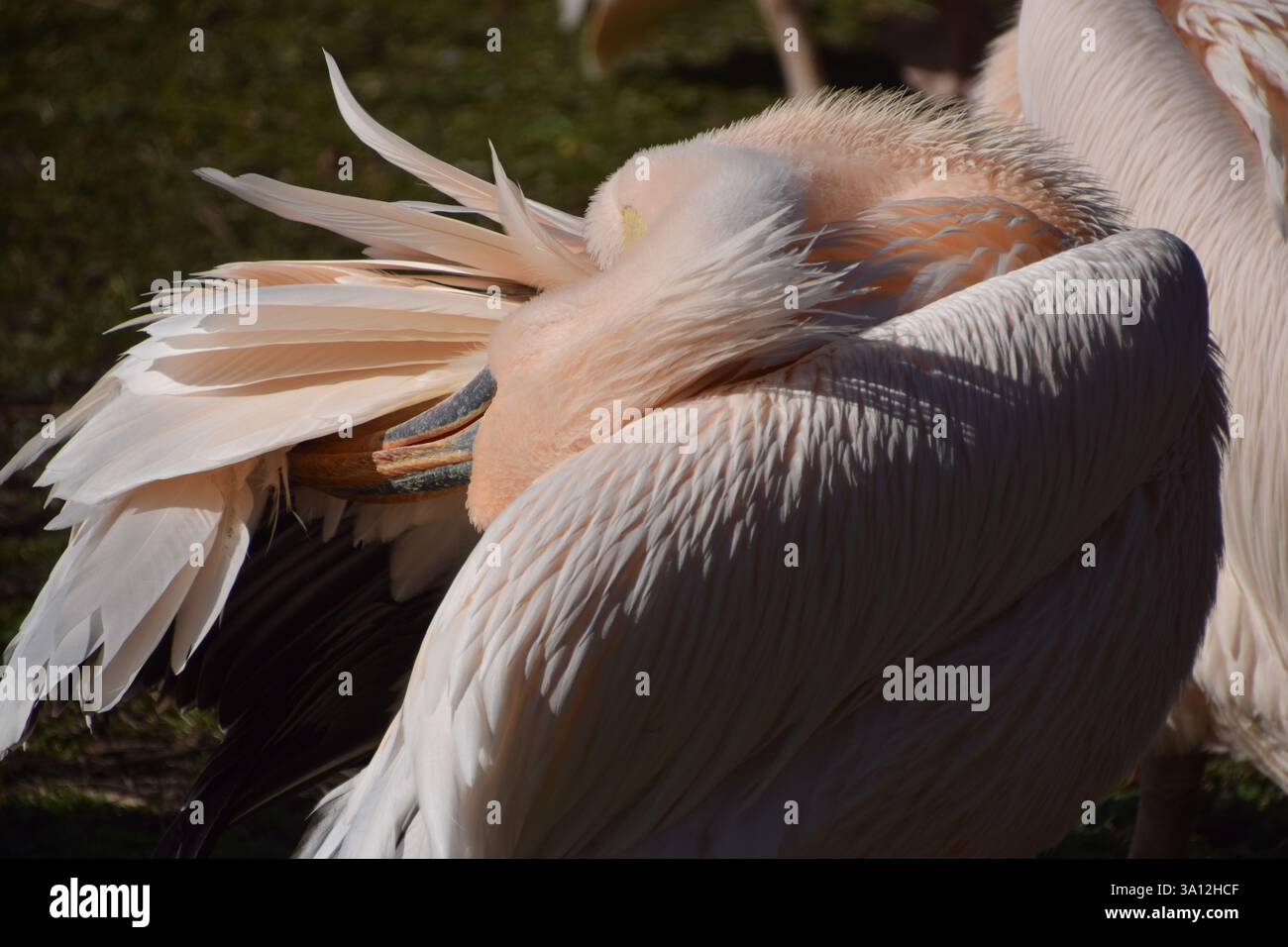 London, UK. 6th March 2025. Pelicans preen on a warm, sunny day in St ...