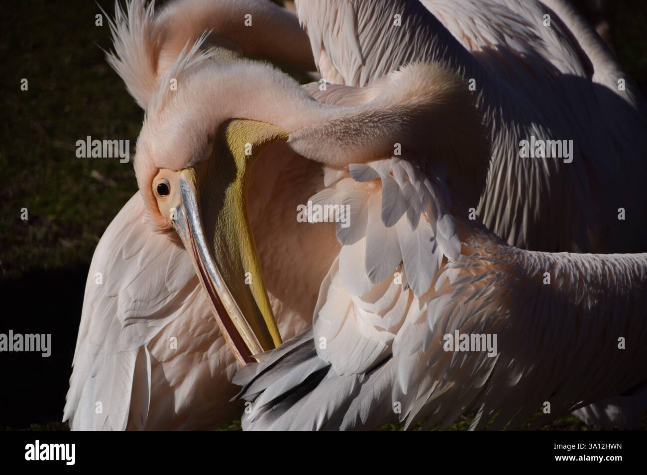 London, UK. 6th March 2025. Pelicans preen on a warm, sunny day in St ...