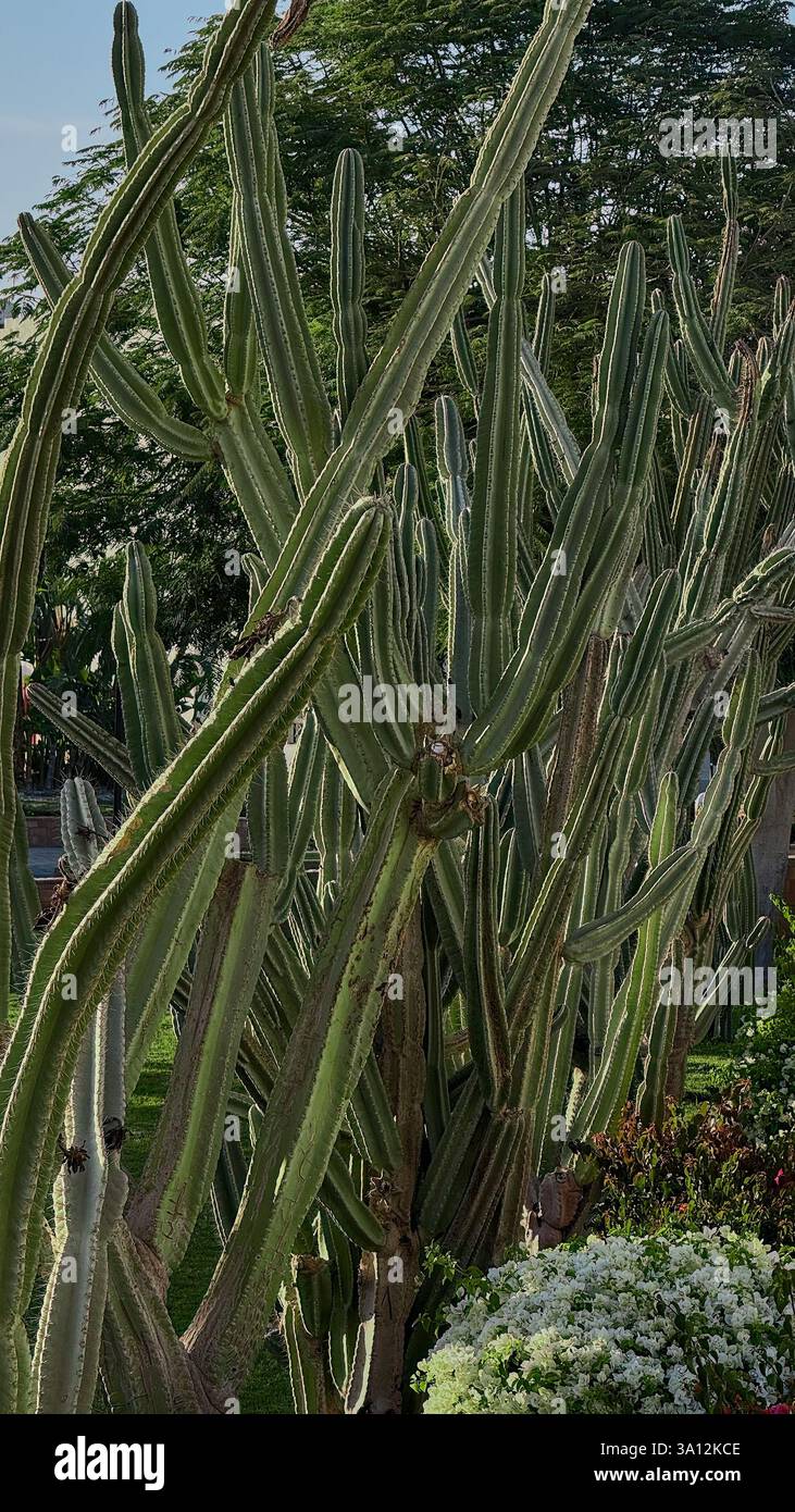 Botanical garden with exotic plants in Egypt. Green Cactus prickly ...