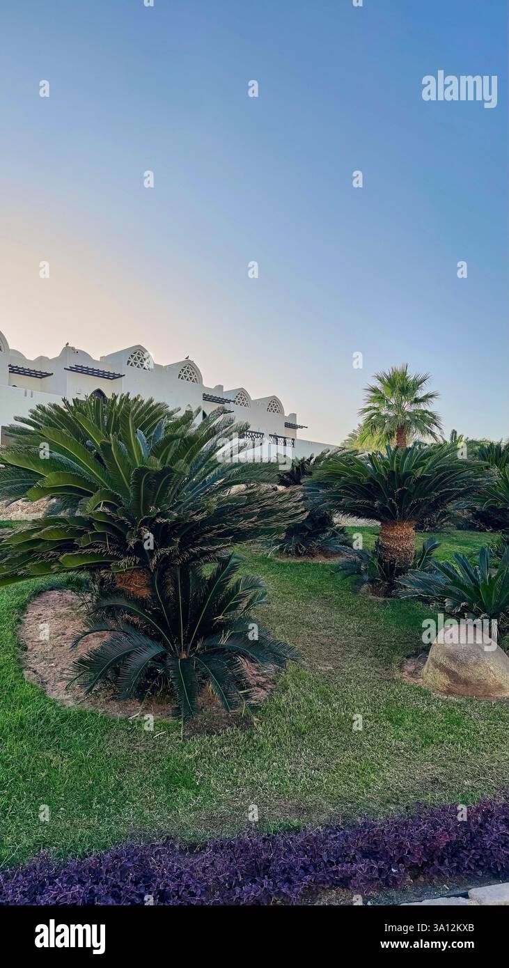 Botanical garden with exotic plants in Egypt. Cycad, sago palms native ...