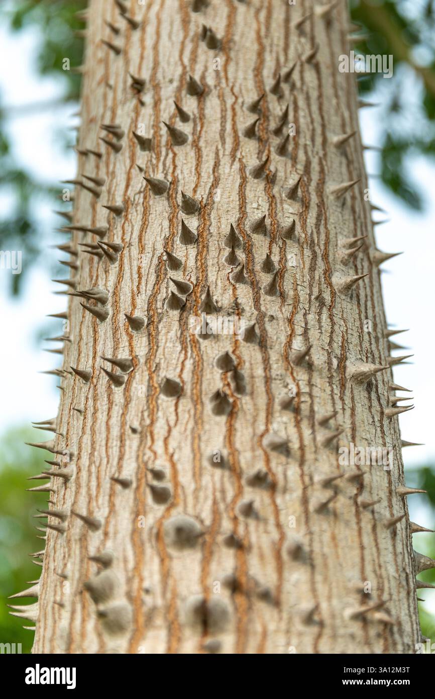 A ceiba tree bark covered in spikes Stock Photo - Alamy