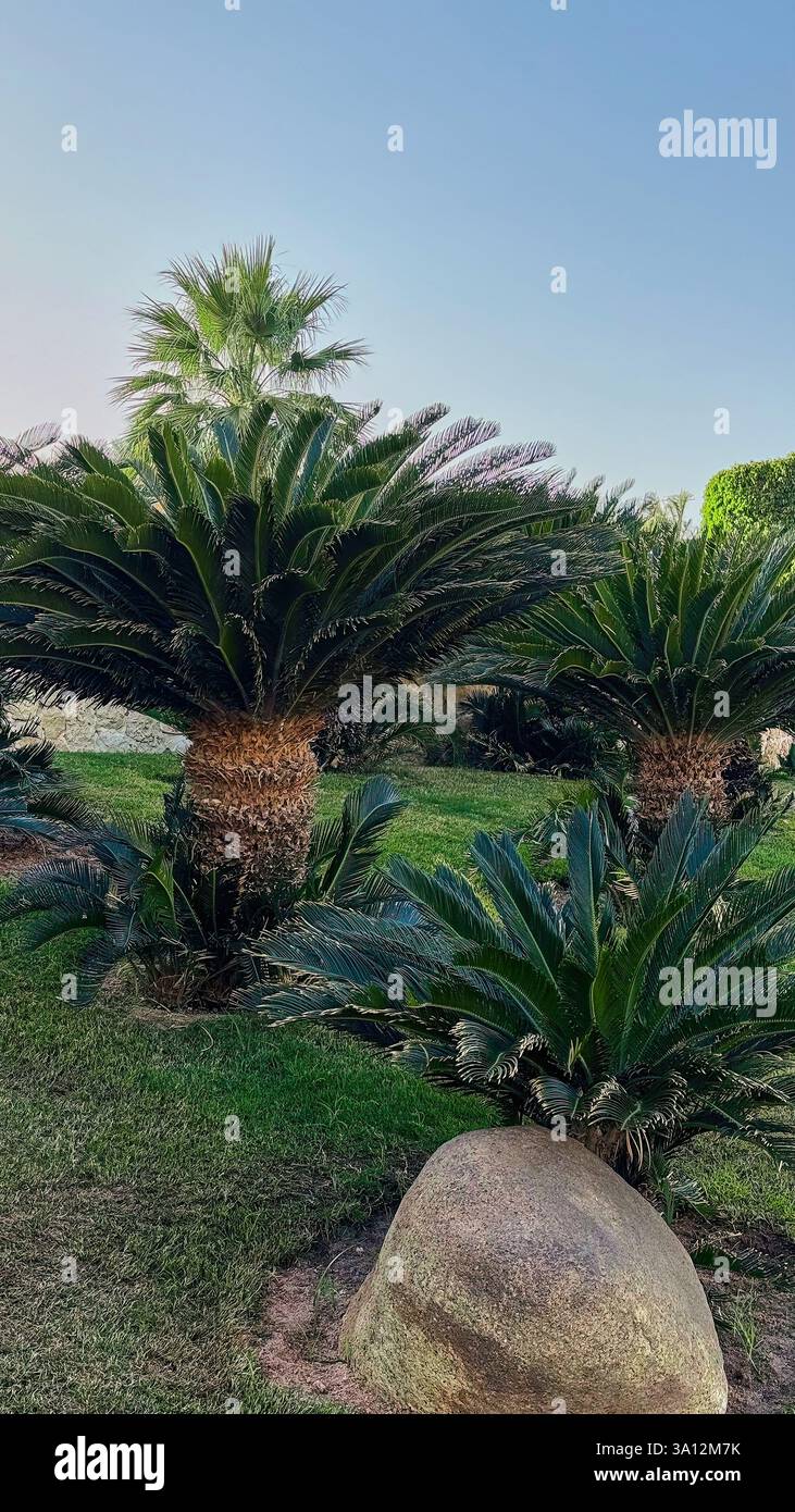 Botanical garden with exotic plants in Egypt. Cycad, sago palms native ...