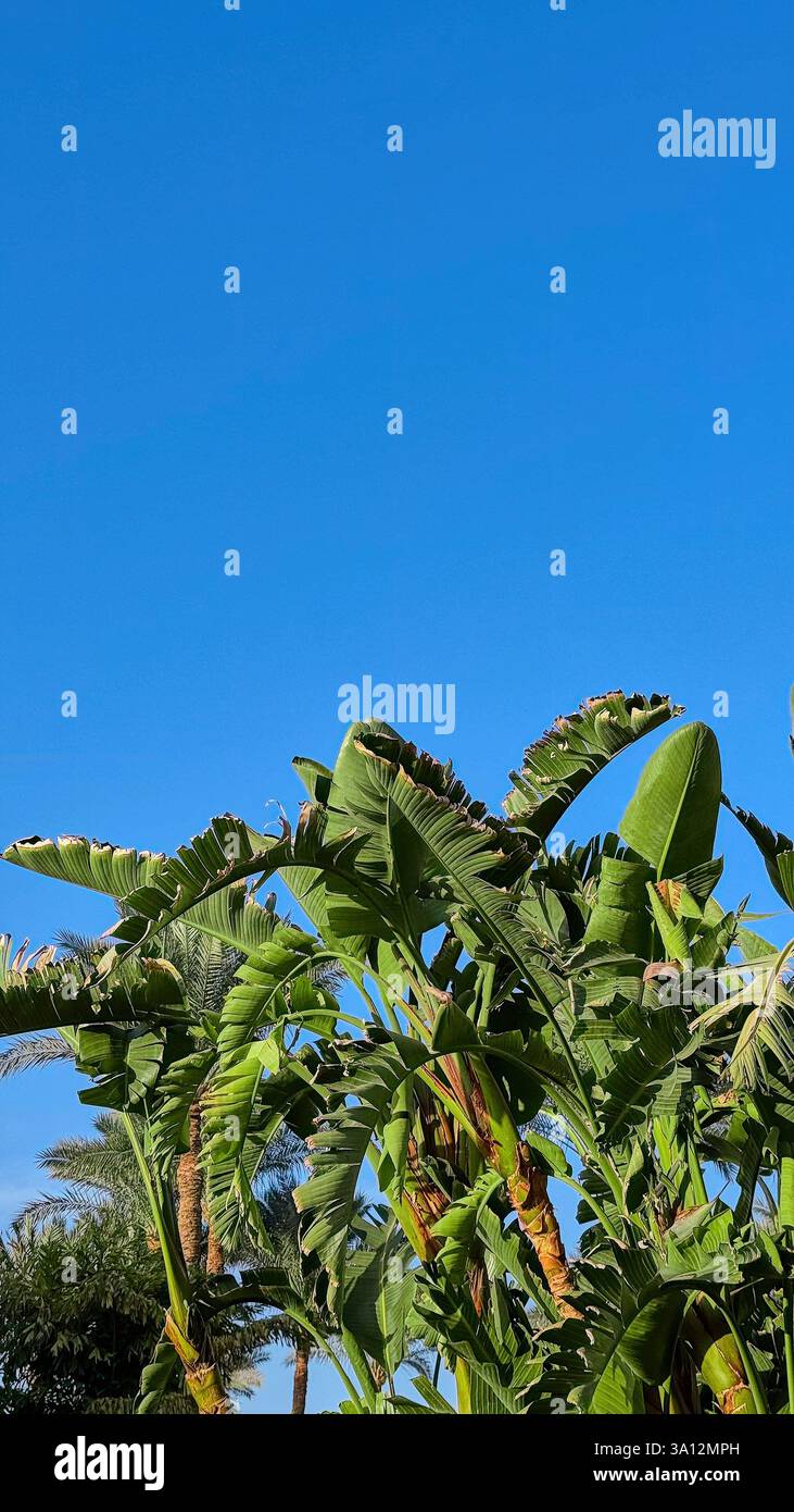 Modern egyptian farm hi-res stock photography and images - Alamy
