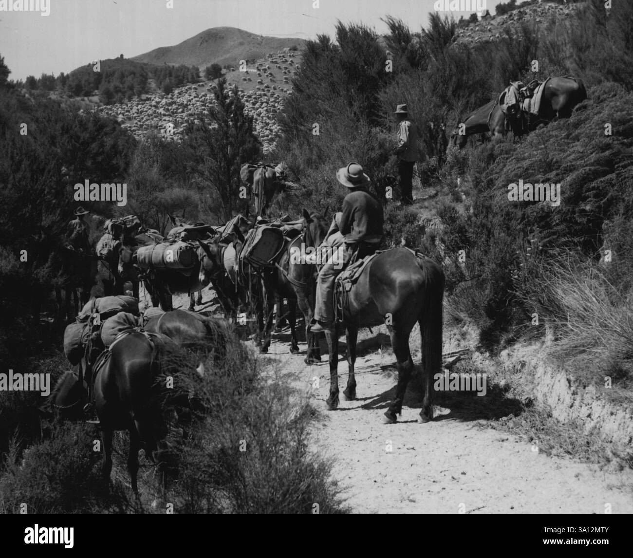 The pack team consisting of 8 mules follows at the tail end of the ...