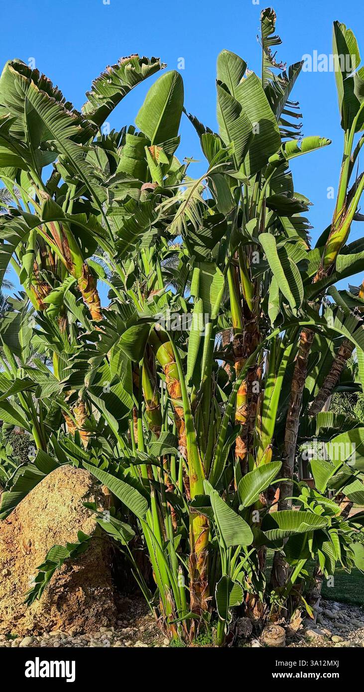 Egyptian garden with banana trees in Resort town, Egypt Stock Photo - Alamy