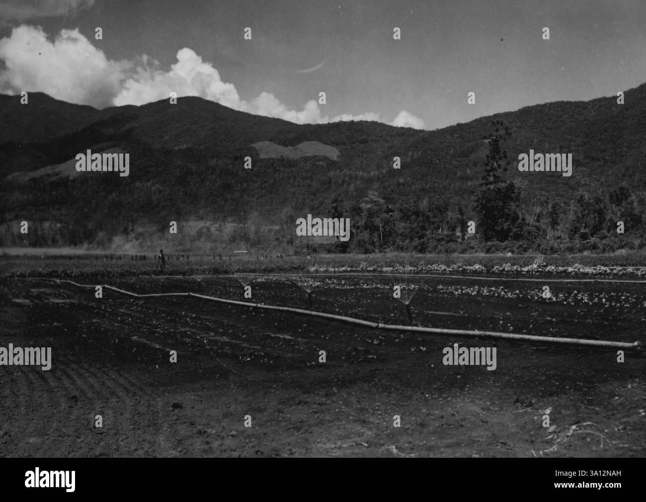 Post harvesting Black and White Stock Photos & Images - Alamy