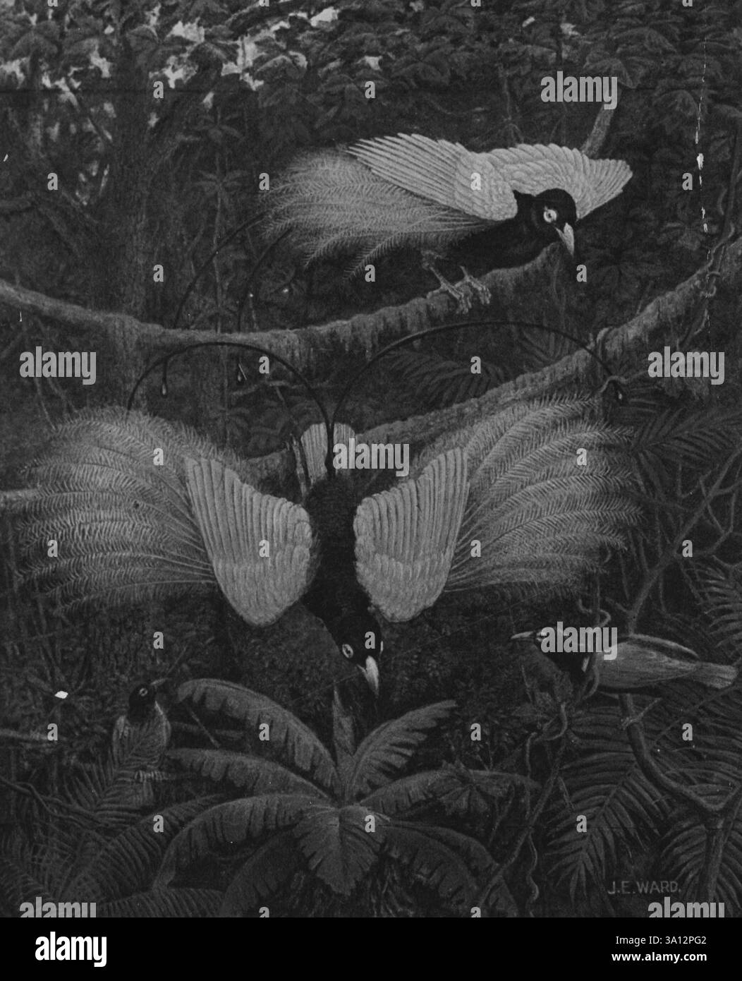 Bird pictures art Black and White Stock Photos & Images - Alamy