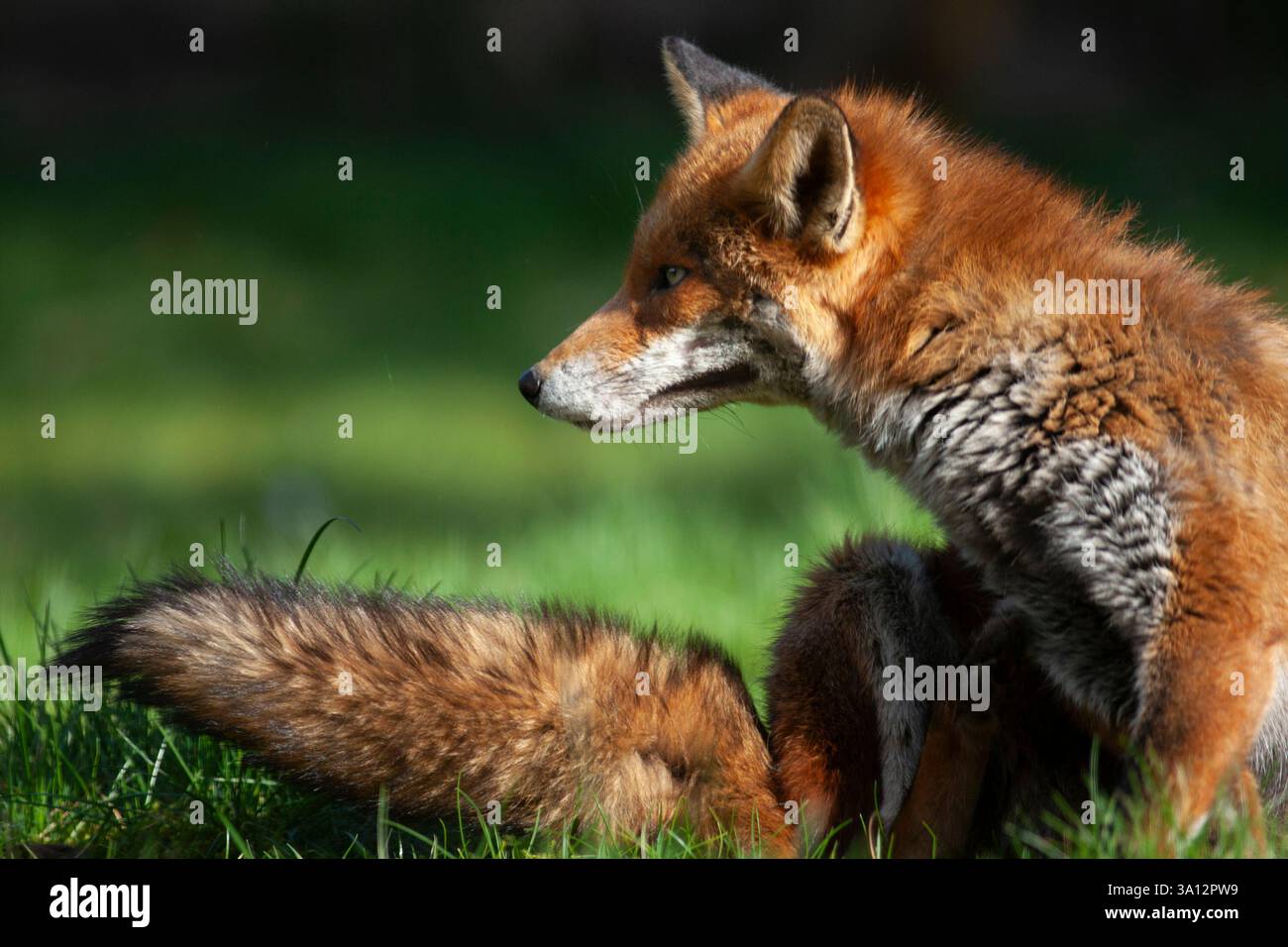 UK weather, 6 March 2025: In a London garden a red fox enjoys a spell ...