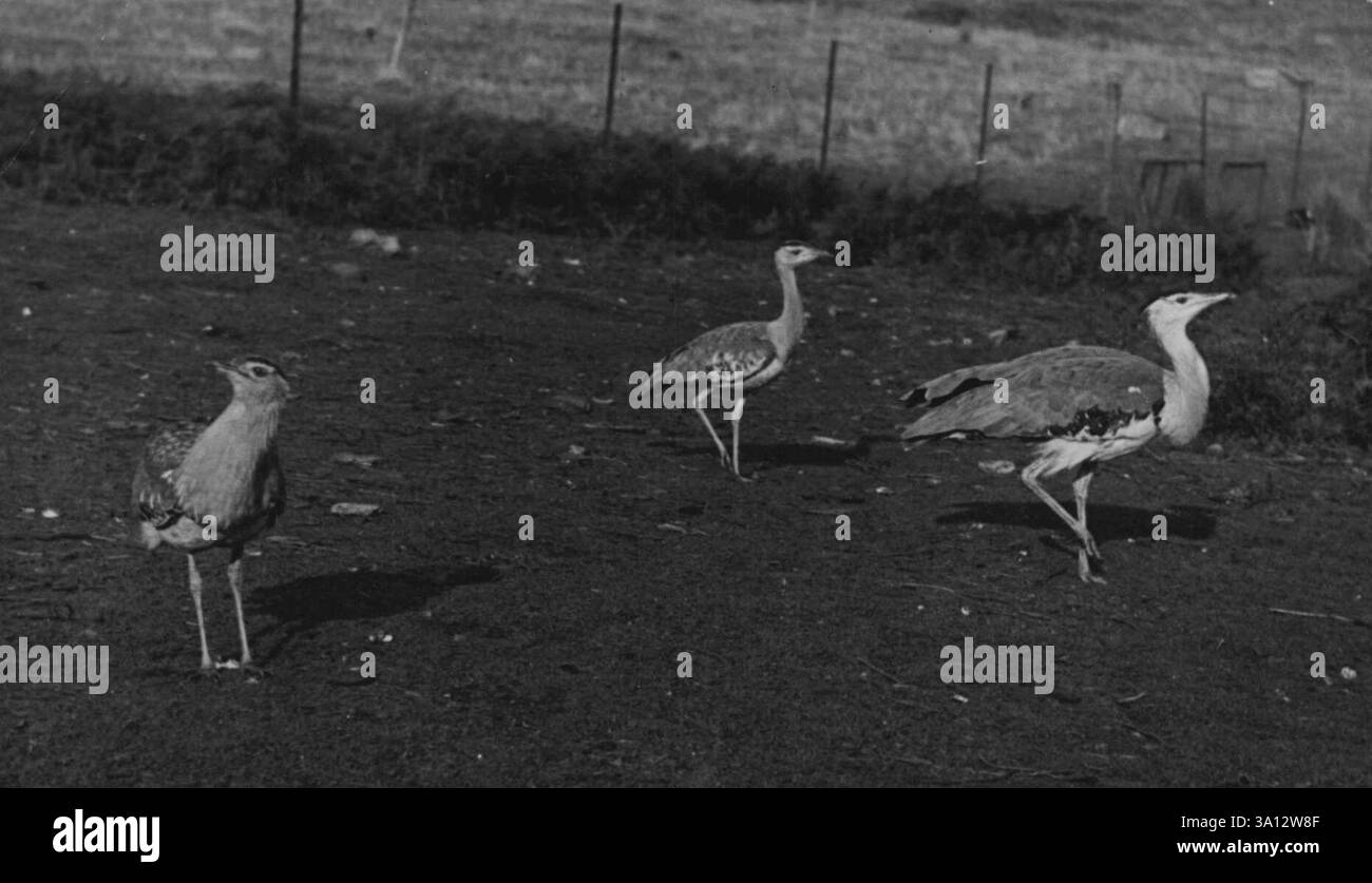 Pictures birds Black and White Stock Photos & Images - Alamy