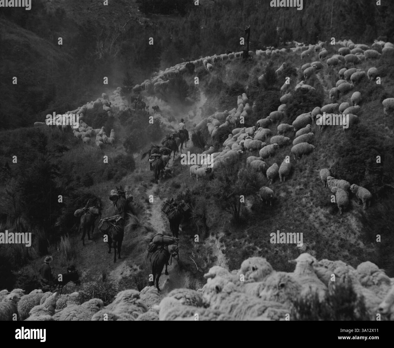 The mule team pushed ahead of the sheep to make ready for the camp ...