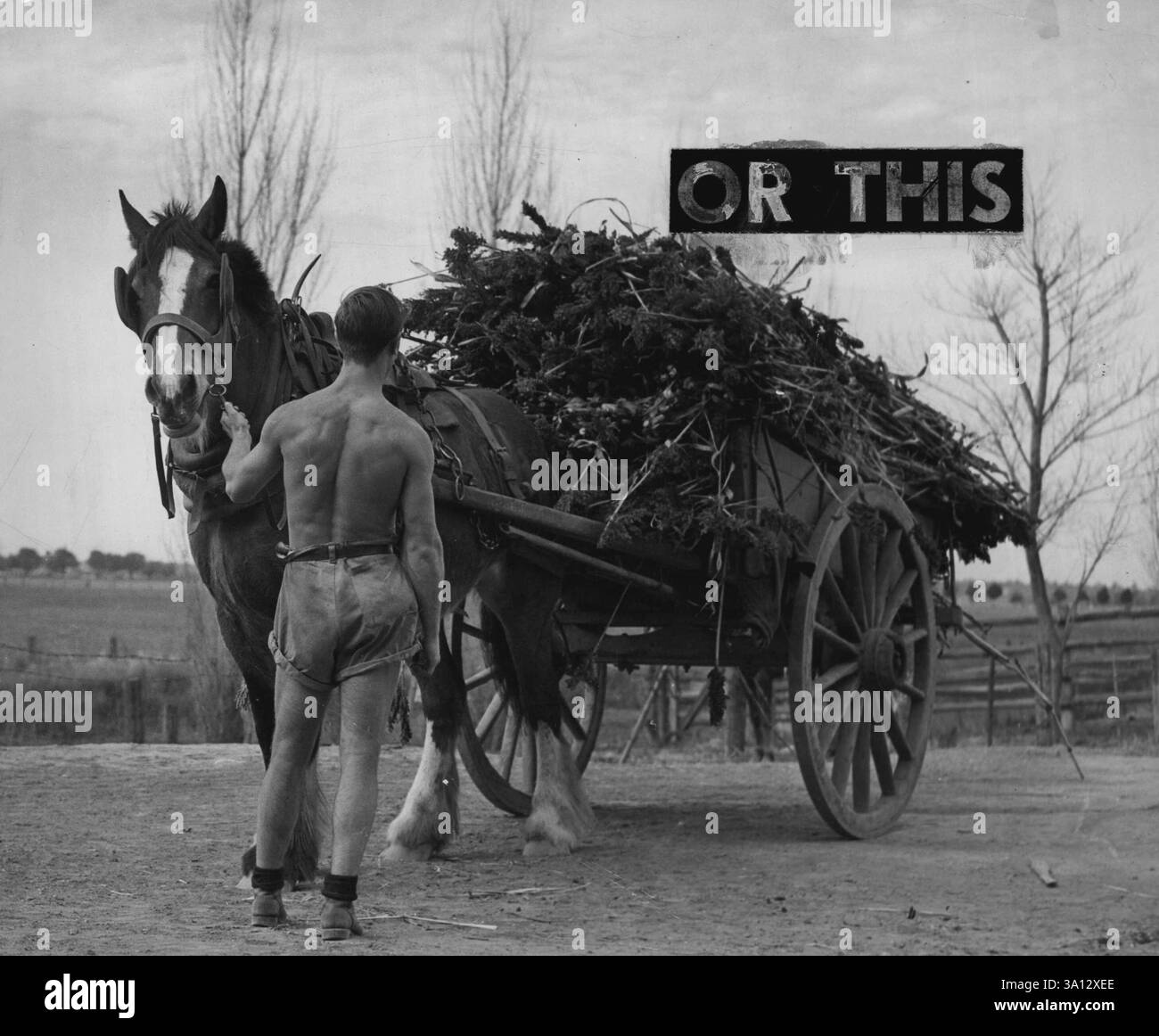 An "Honour" prisoner loads a dray at the Emu Plains prison farm ...