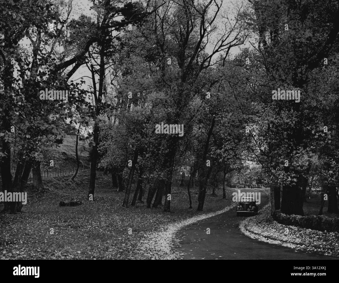 Autumn days in Auckland: Trees in Cornwall Park shed a leafy carpet of ...