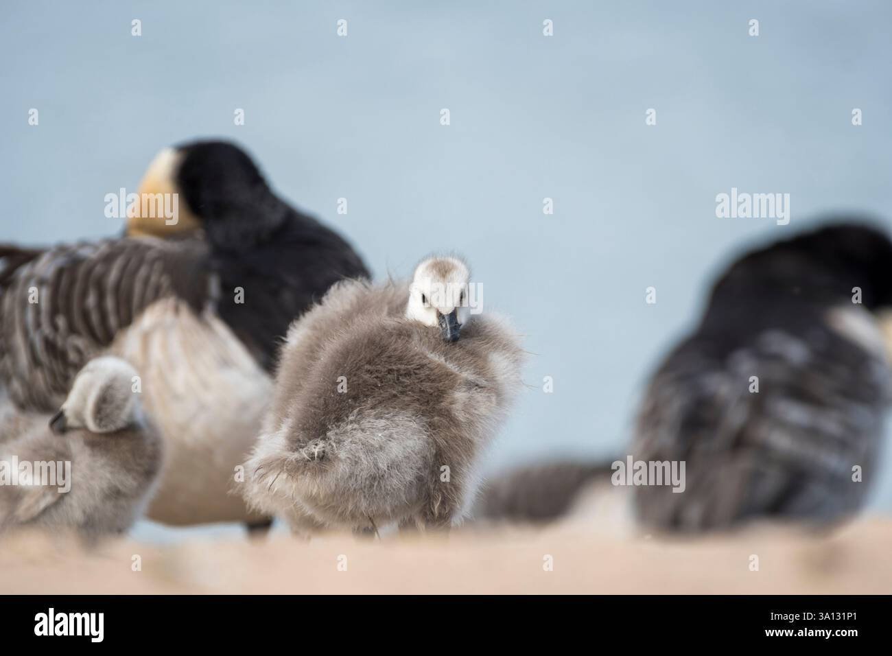 A curious Barnacle goose gosling posing for the camera Stock Photo - Alamy