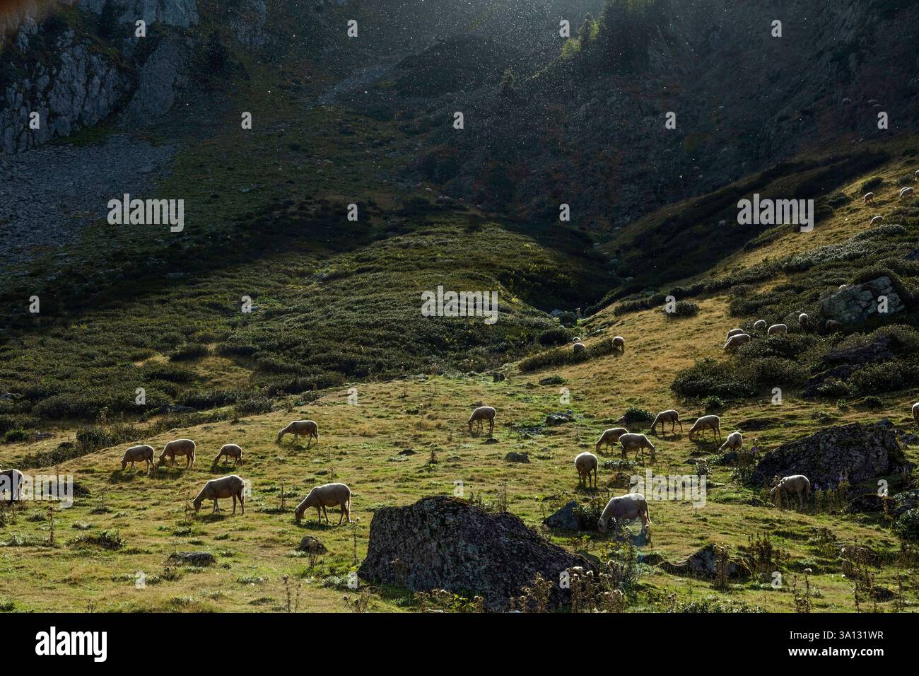 France, Hautes Pyrenees, Barousse, Areng, scene of life on the pastoral ...