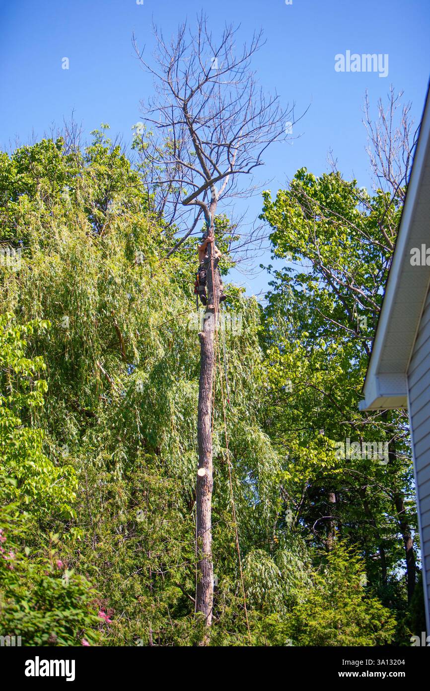 man cutting down dead Ash tree from Emerald Ash Borer infestation ...