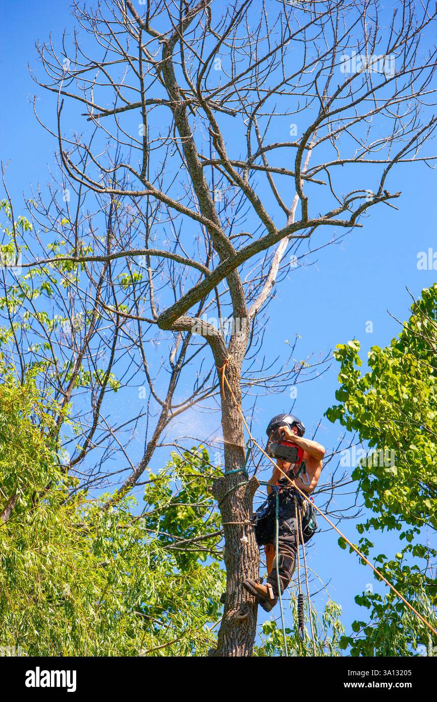 man cutting down dead Ash tree from Emerald Ash Borer infestation ...