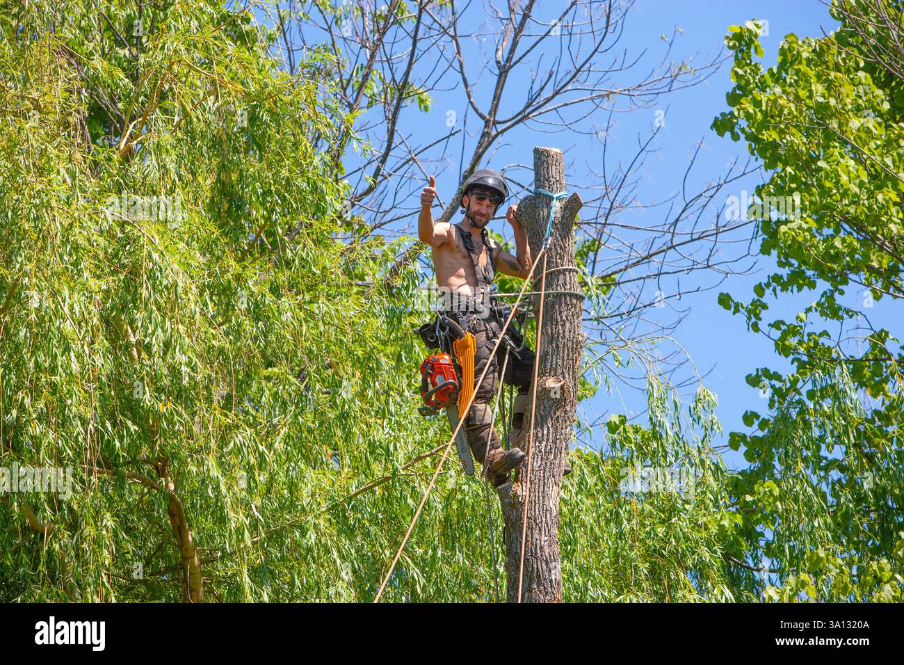 man cutting down dead Ash tree from Emerald Ash Borer infestation ...