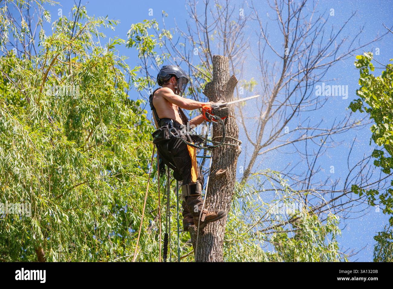 man cutting down dead Ash tree from Emerald Ash Borer infestation ...