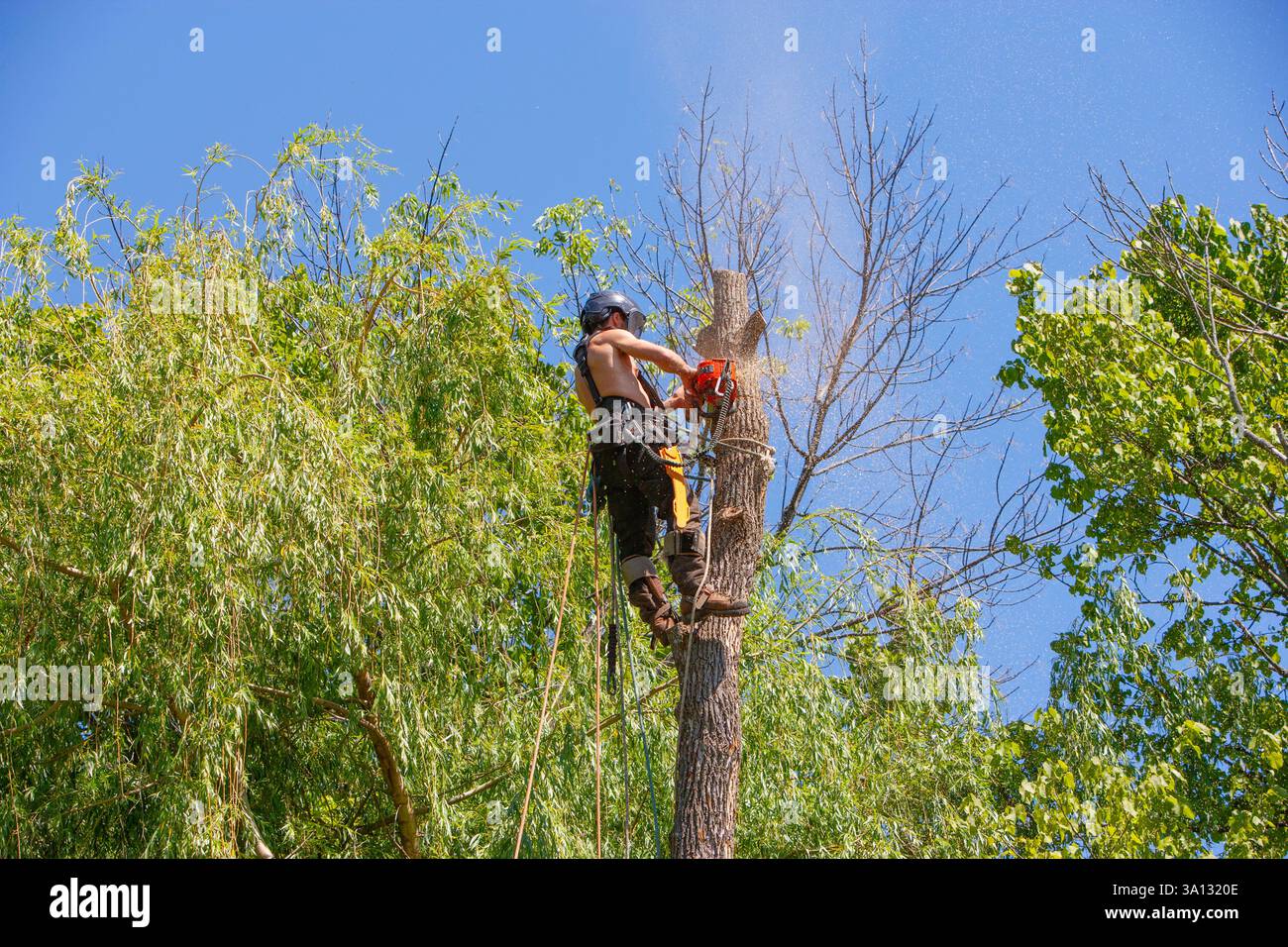 man cutting down dead Ash tree from Emerald Ash Borer infestation ...