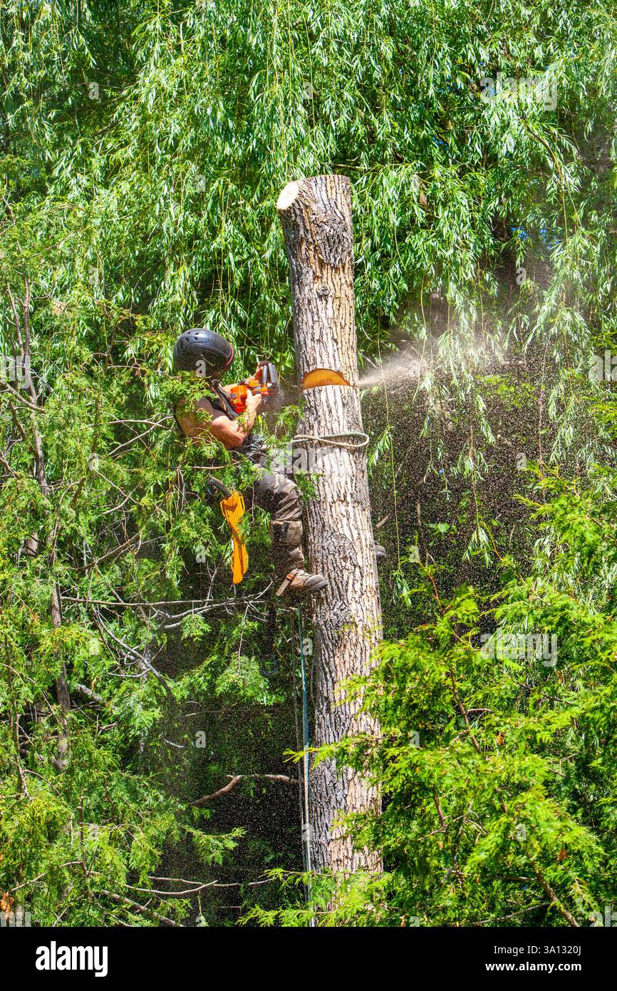 man cutting down dead Ash tree from Emerald Ash Borer infestation ...
