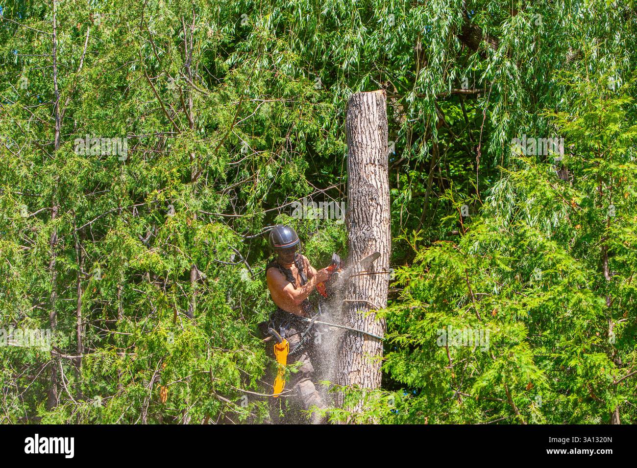 man cutting down dead Ash tree from Emerald Ash Borer infestation ...