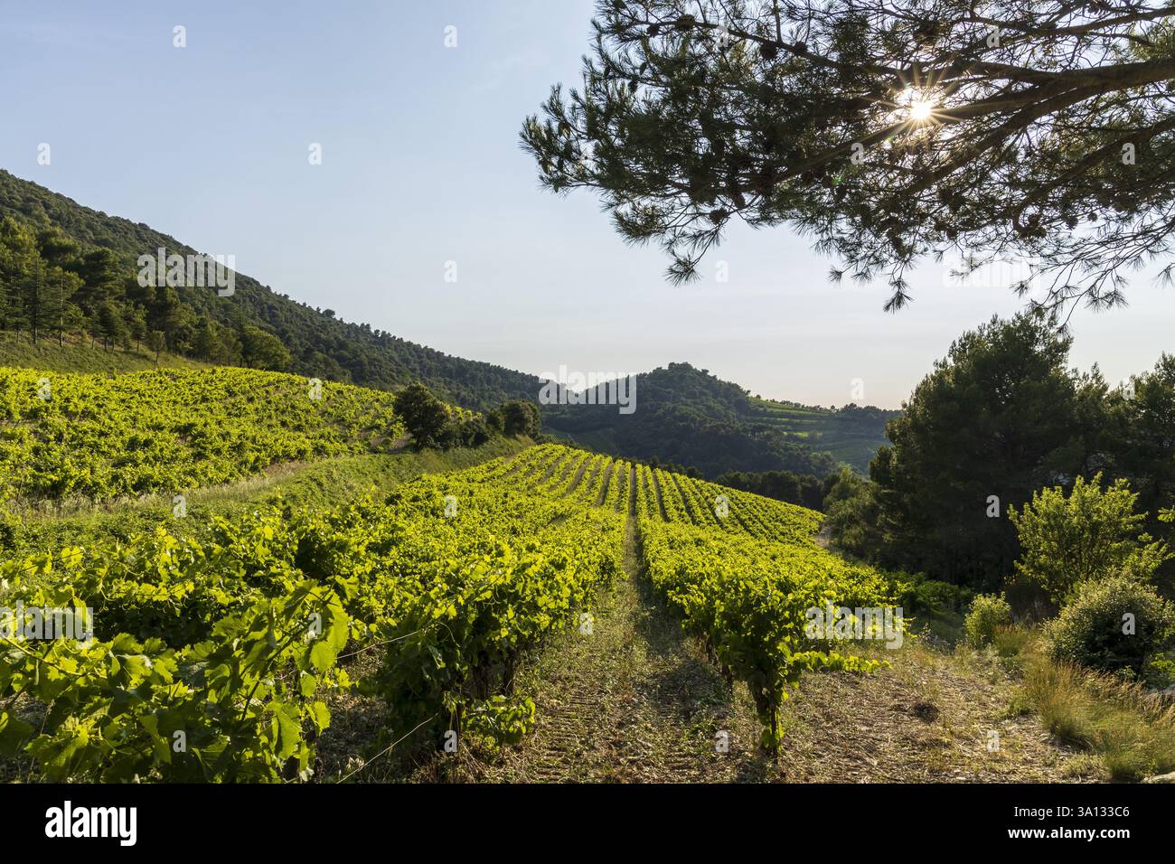 France, Vaucluse, Dentelles de Montmirail, Gigondas, Col du Cayron ...