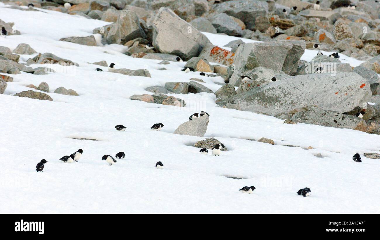 Little Auks (Alle alle) on the snowy hillside at their nesting site in ...