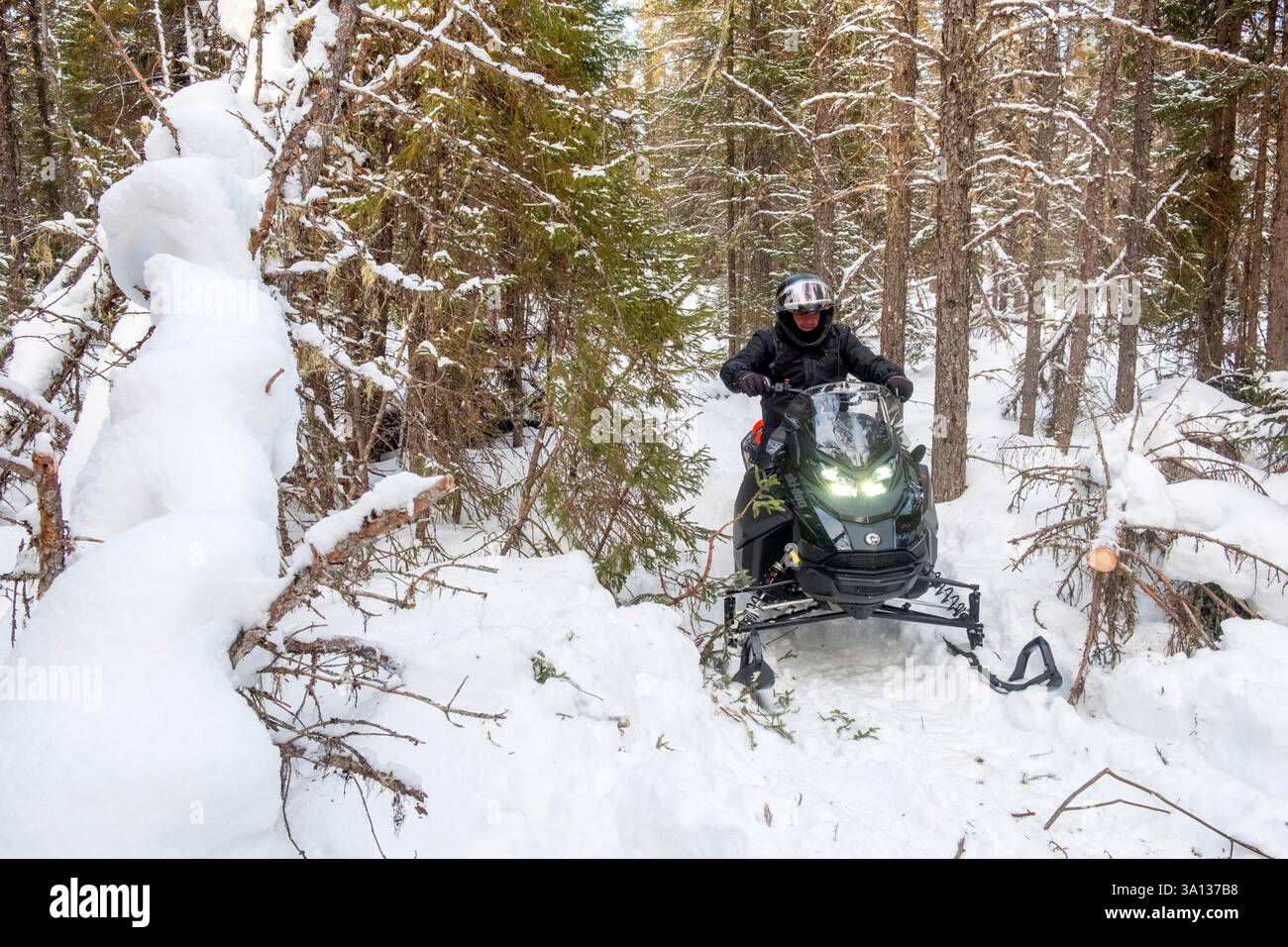 Canada, Quebec province, Matawinie, off-road snowmobile in the forest ...