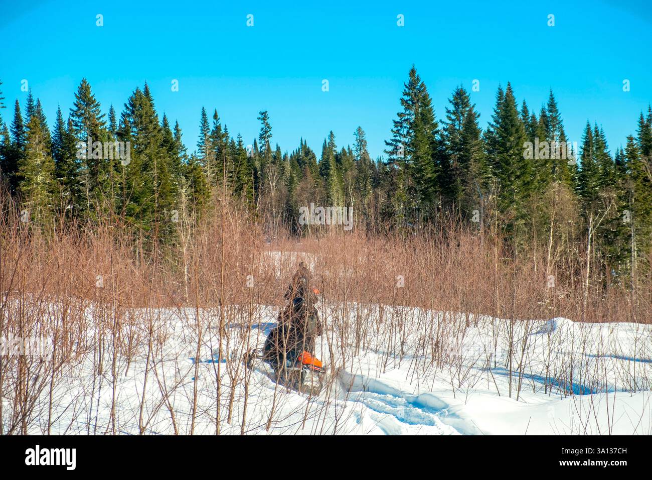Canada, Quebec province, Matawinie, off-road snowmobile in the forest ...