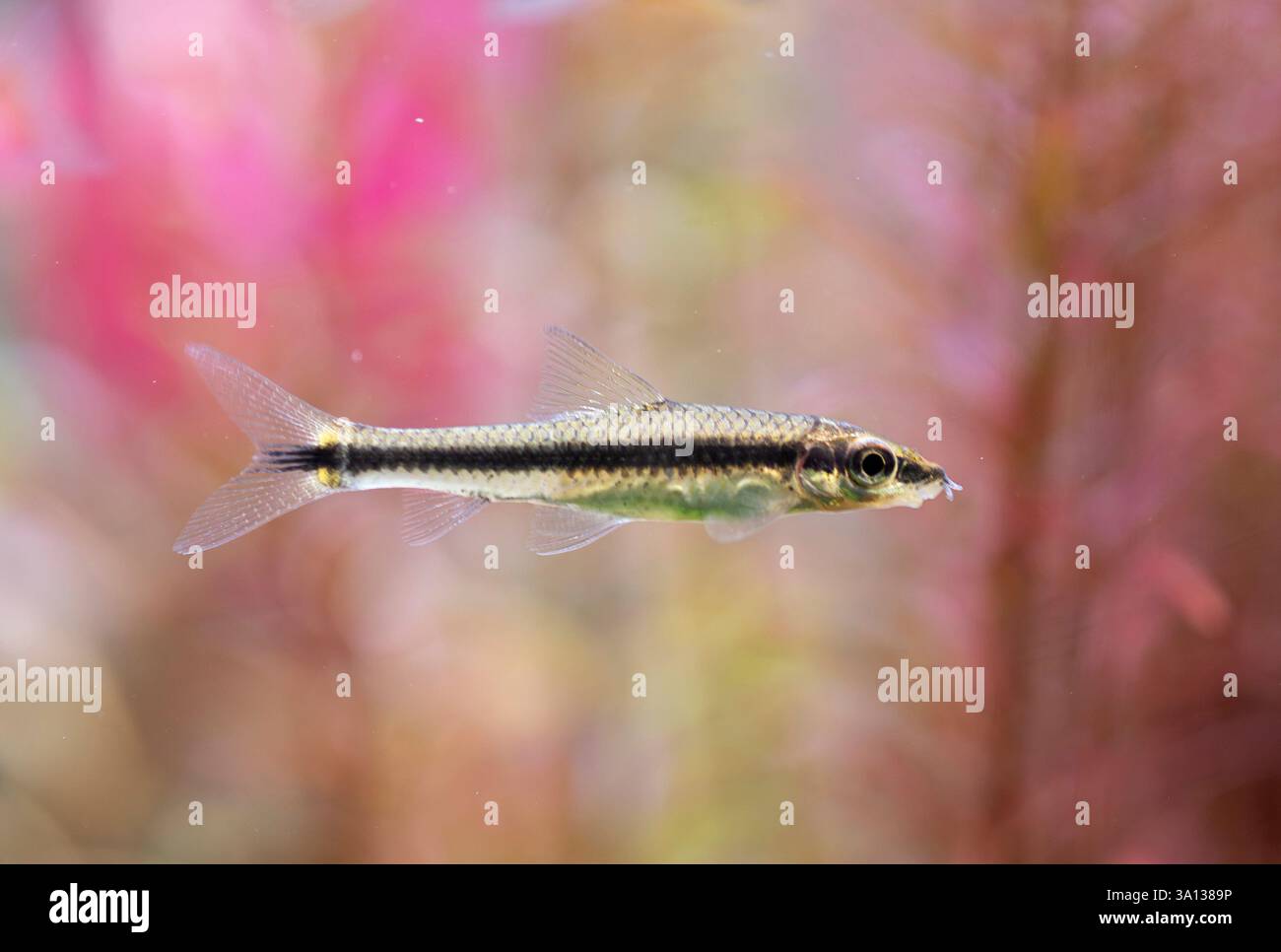 Siamese algae-eater in front of planted tank Stock Photo - Alamy
